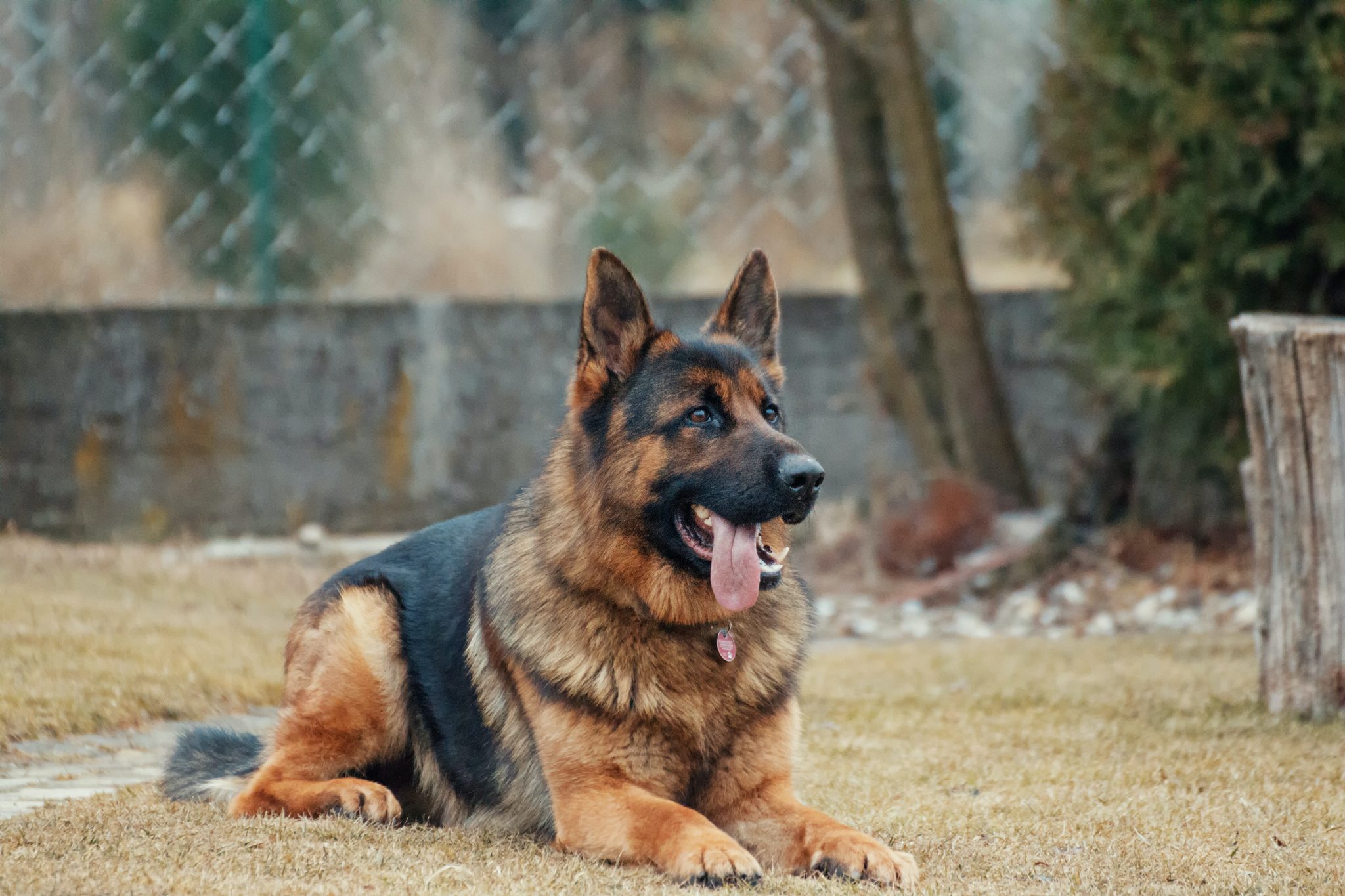 Wilczur, czyli rasa owczarek niemiecki pod lupą... - AnimalPedia