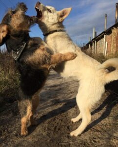 Jaki jest najgroźniejszy pies świata? Przedstawiamy 10 ras psów ...